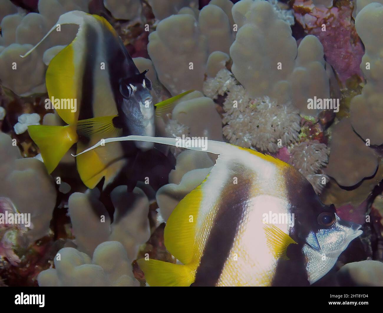 Red Sea Bannerfish (Heniochus intermedius) in the Red Sea, Egypt Stock ...