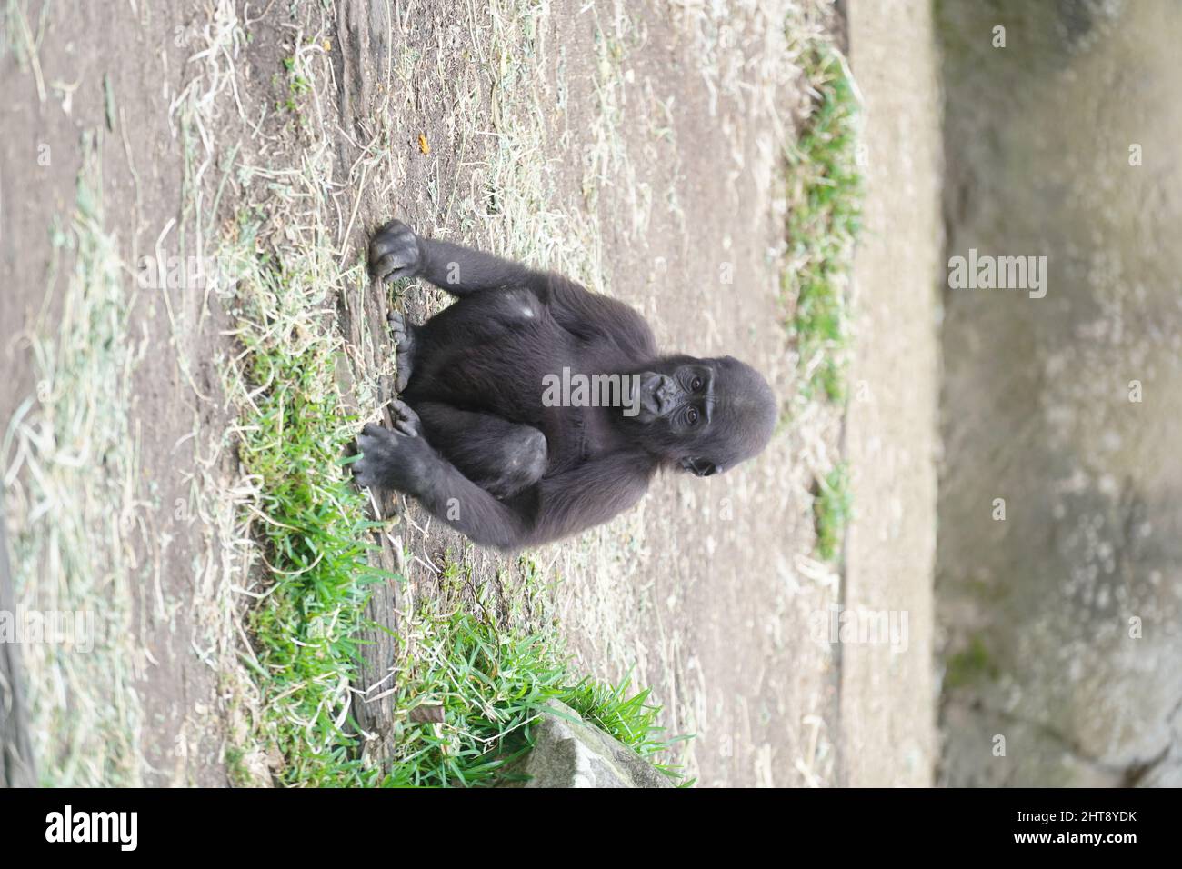 Small gorilla on a zoo habitat Stock Photo - Alamy