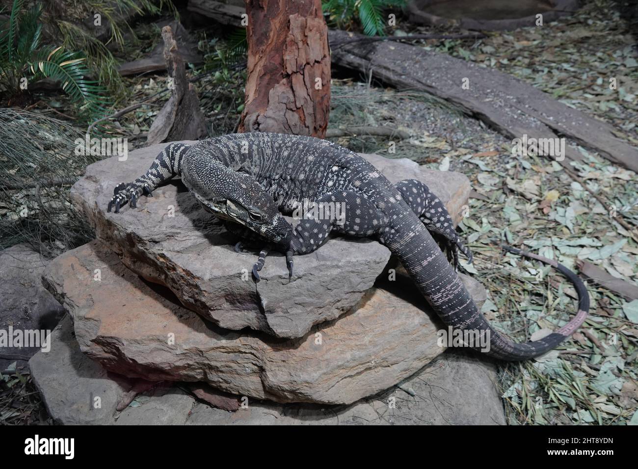 Lace monitor hi-res stock photography and images - Alamy