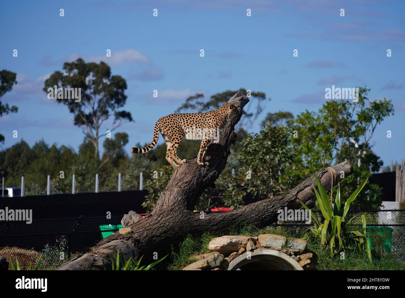 Beautiful cheetah on a tree in a zoo Stock Photo - Alamy