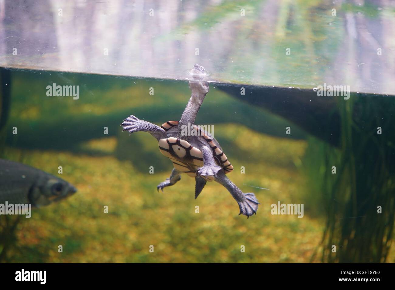 Turtle neck out hi-res stock photography and images - Alamy