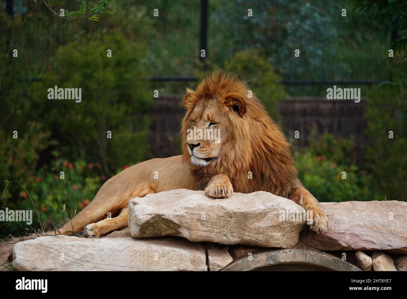 Lion pile hi-res stock photography and images - Alamy