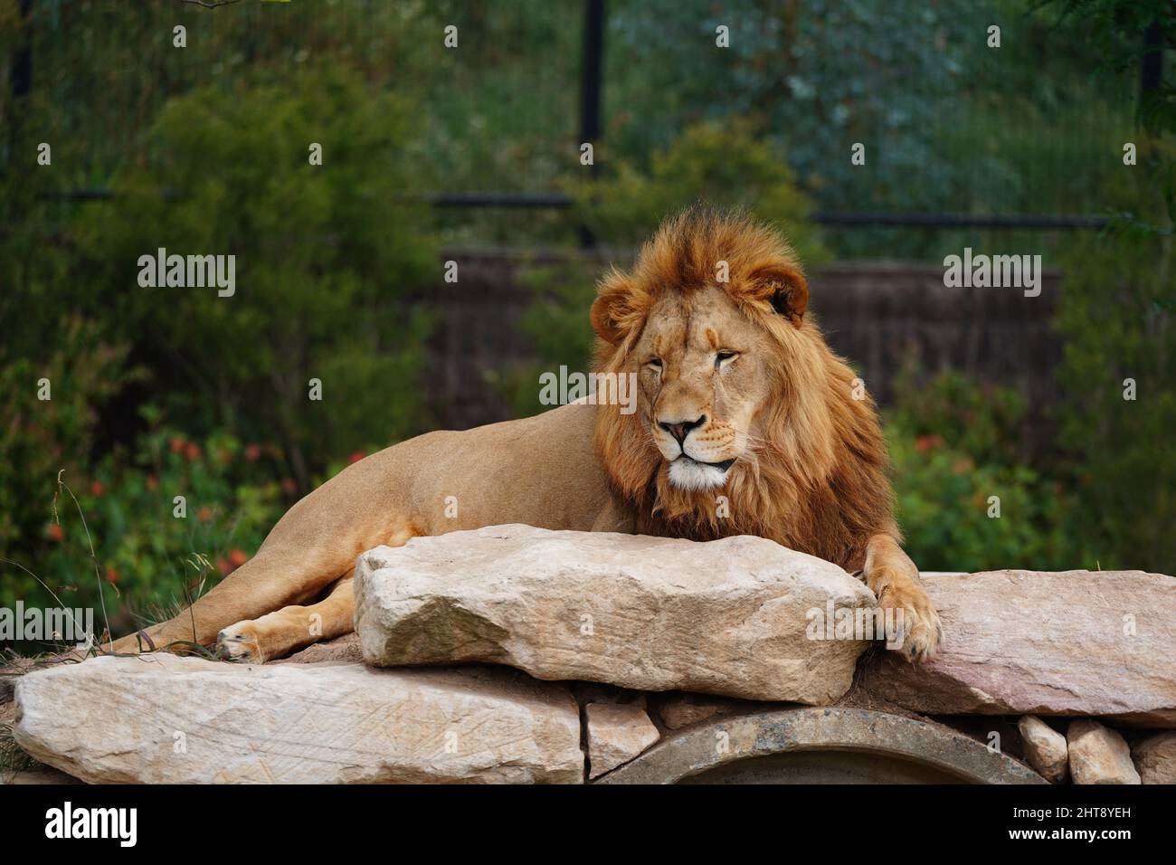 Lion pile hi-res stock photography and images - Alamy