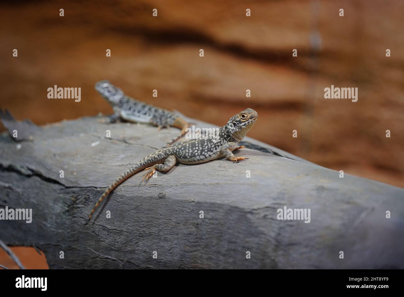 Two lizards on stone hi-res stock photography and images - Alamy