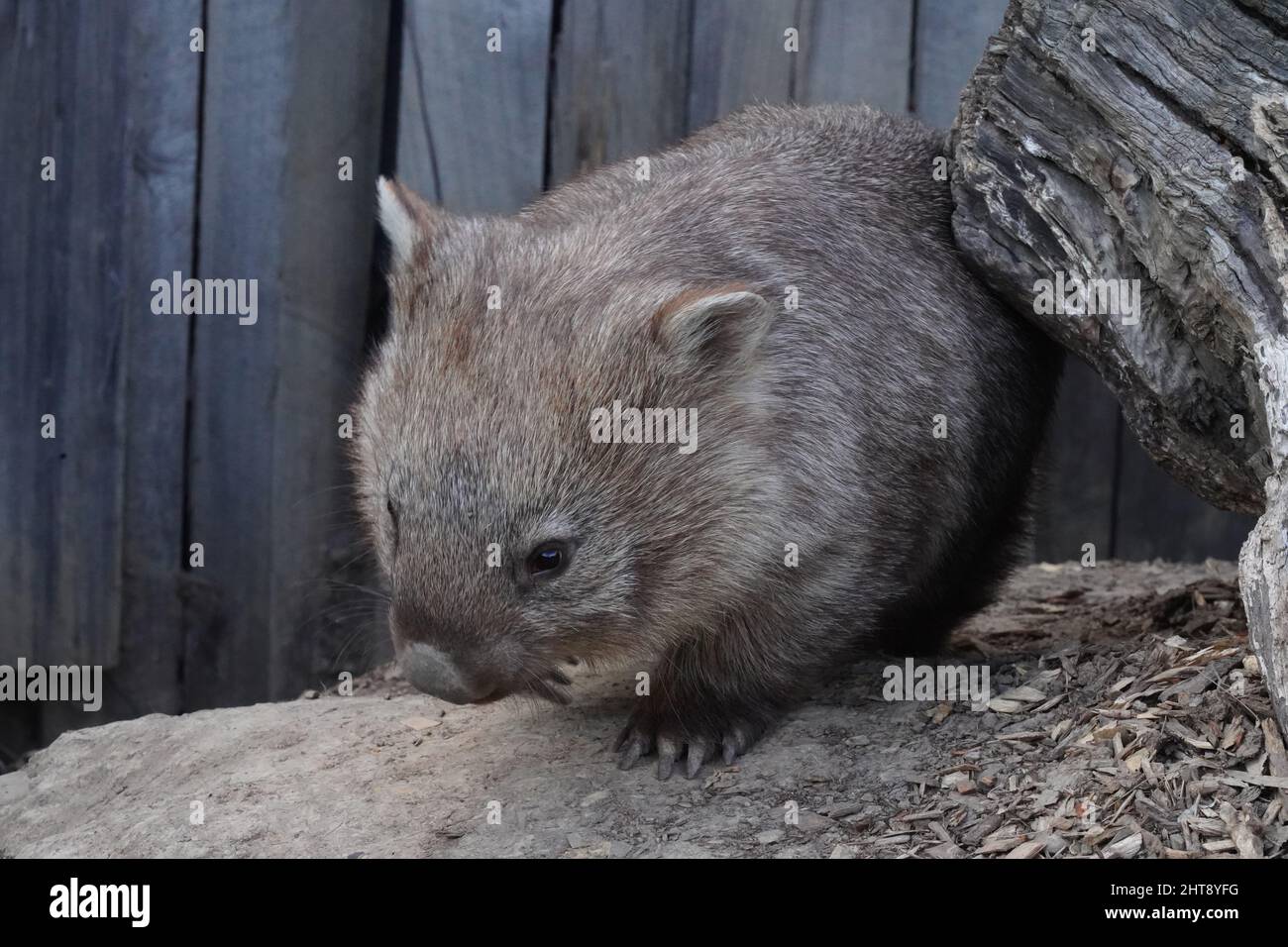 Baby wombat hi-res stock photography and images - Alamy