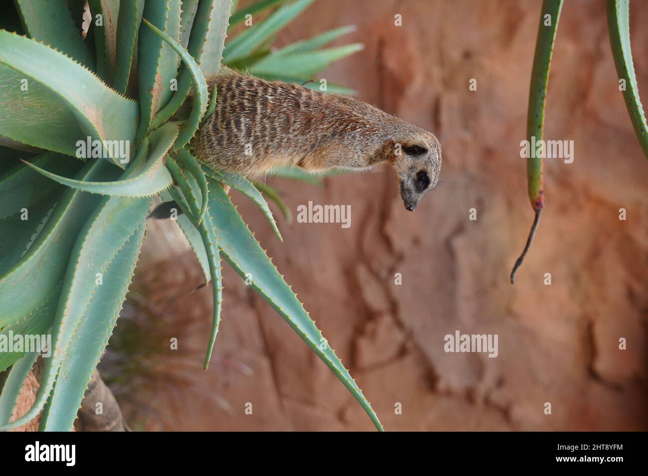 Small meerkat in a zoo habitat Stock Photo - Alamy