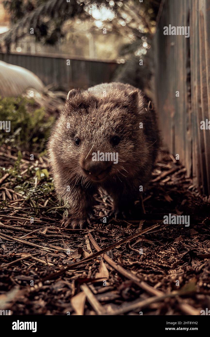 Adorable wombat hi-res stock photography and images - Alamy