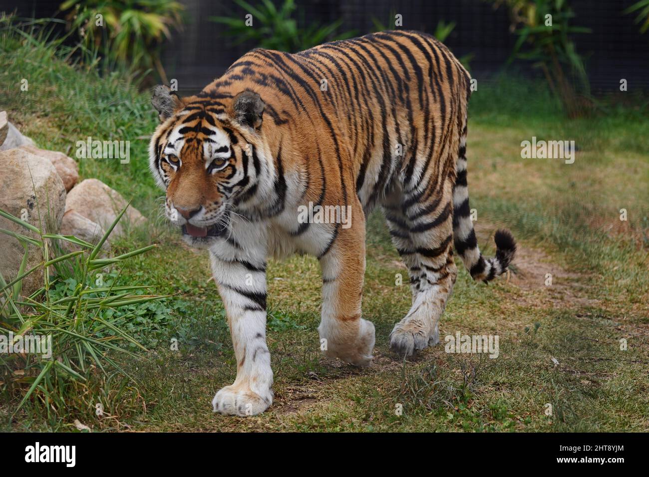 Beautiful majestic tiger walking around in a zoo habitat Stock Photo ...