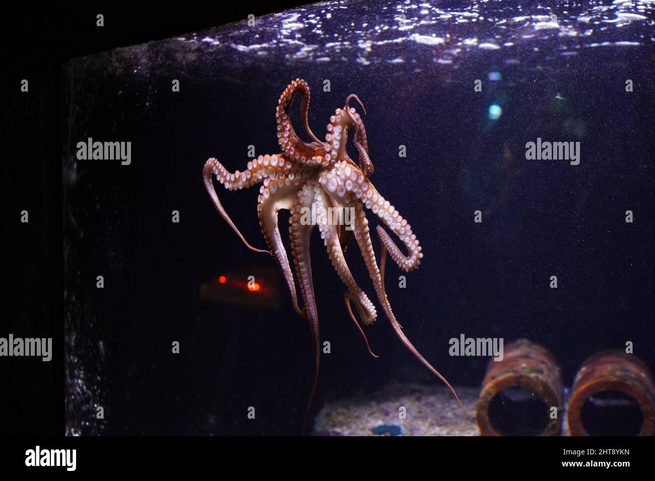 Large swimming octopus underwater in an aquarium Stock Photo - Alamy