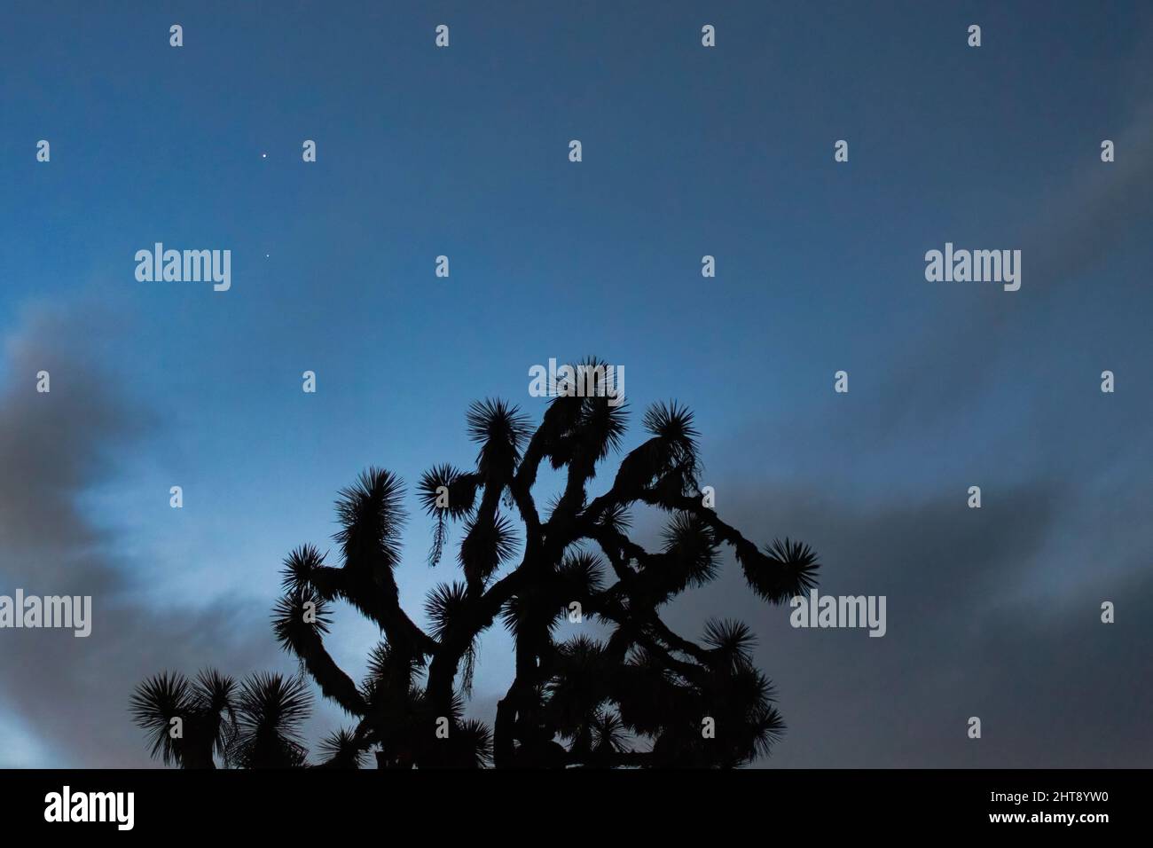 Joshua tree low angle hi-res stock photography and images - Alamy