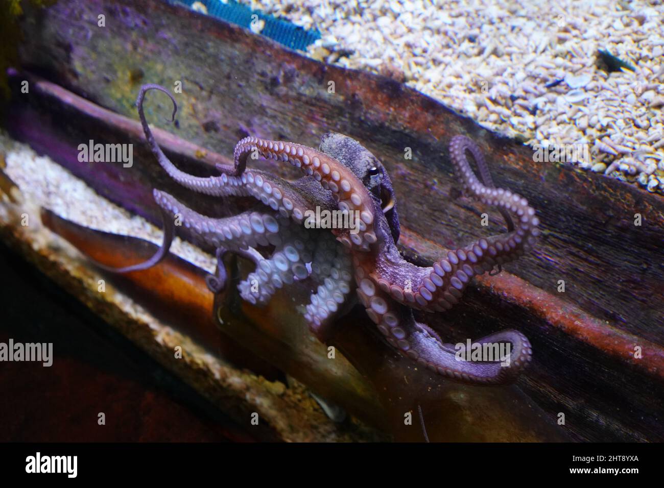 Large octopus swimming underwater in an aquarium Stock Photo - Alamy