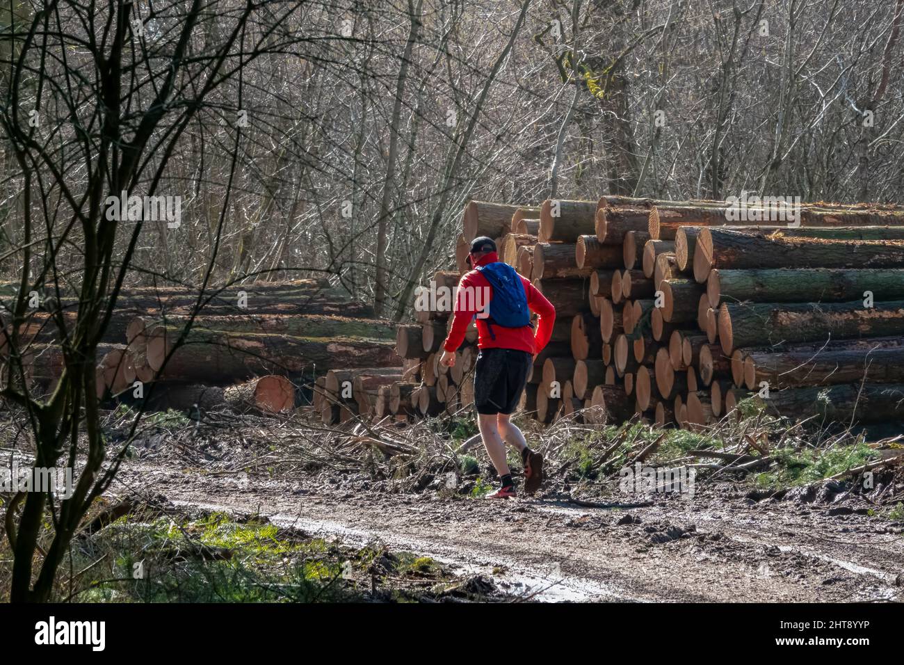 a jogger running through woodland passes a stack of recently felled ...