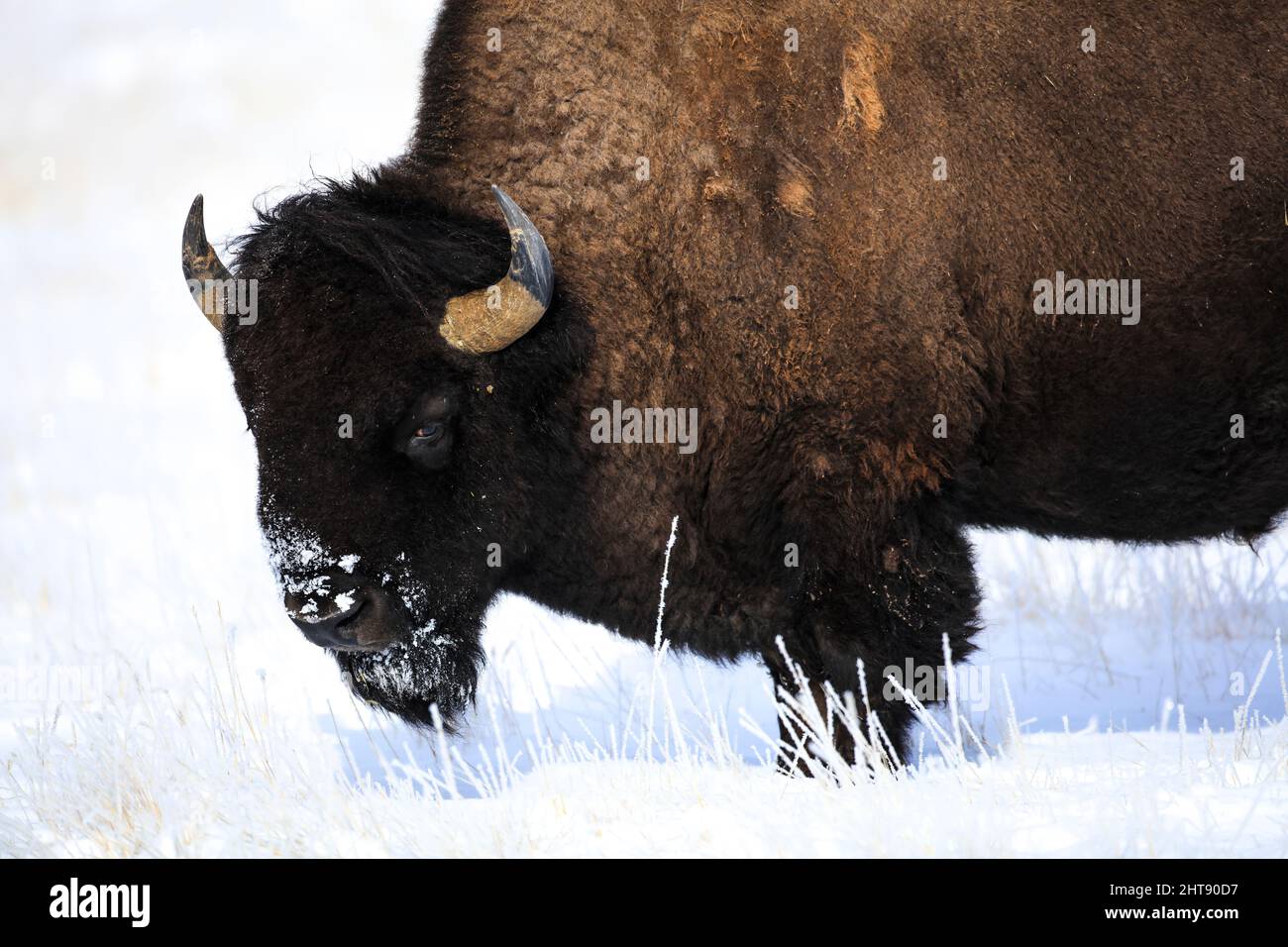 American Bison in snow Stock Photo - Alamy