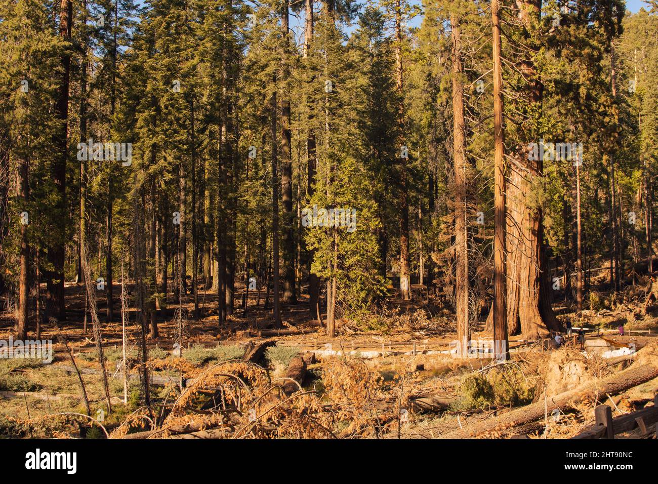 Autumnal natural landscape from Yosemite National Park, California ...