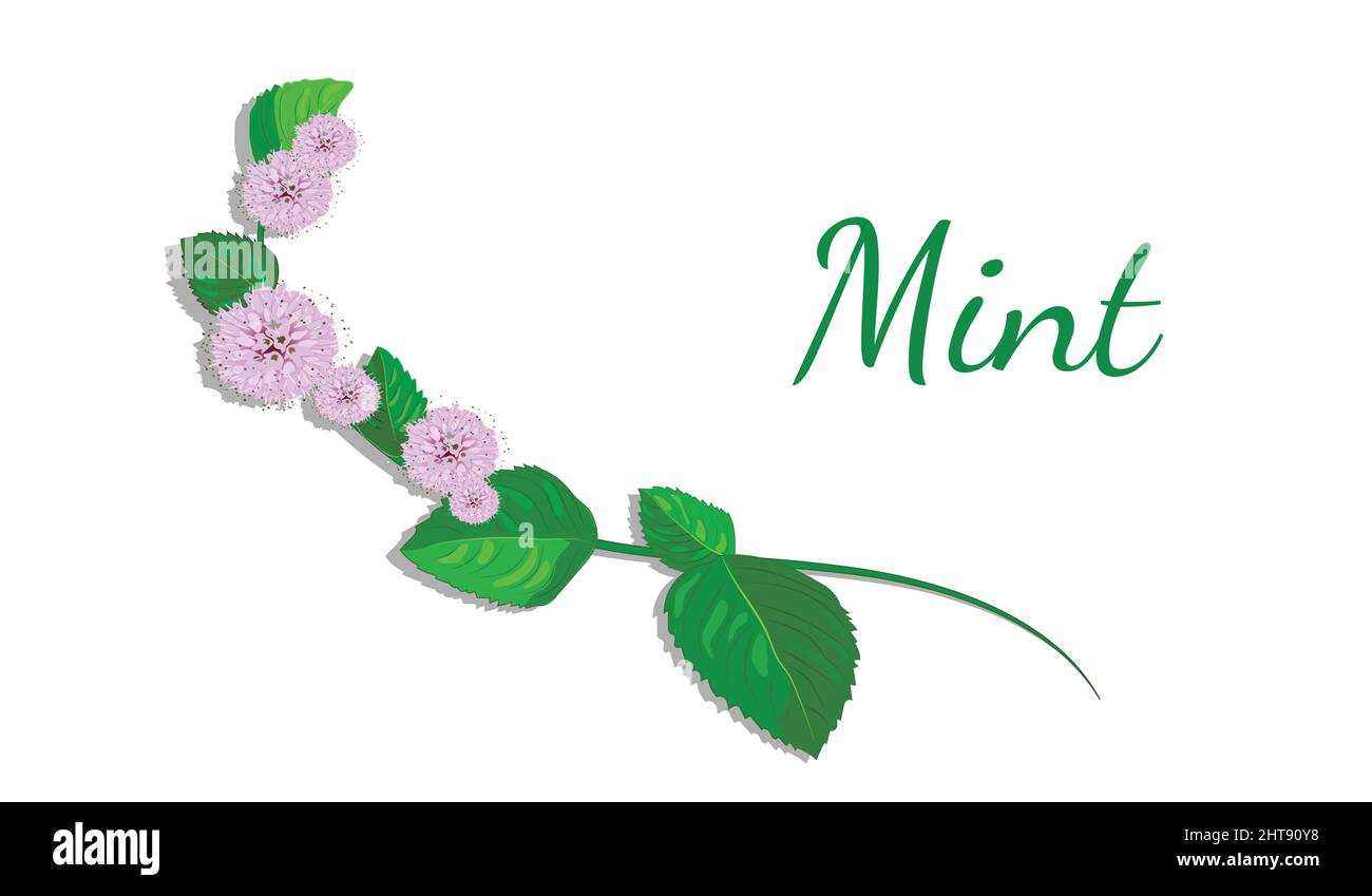 Vector icon of a cartoon mint leaf, fresh peppermint isolated Stock ...