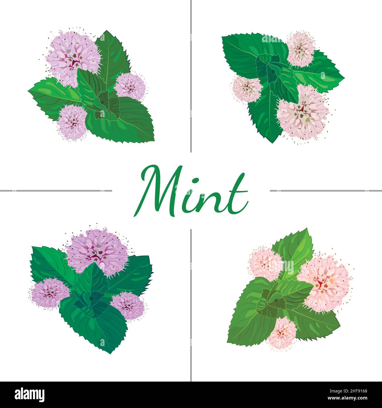 set of vector icon of a cartoon mint leaf, fresh peppermint isolated ...