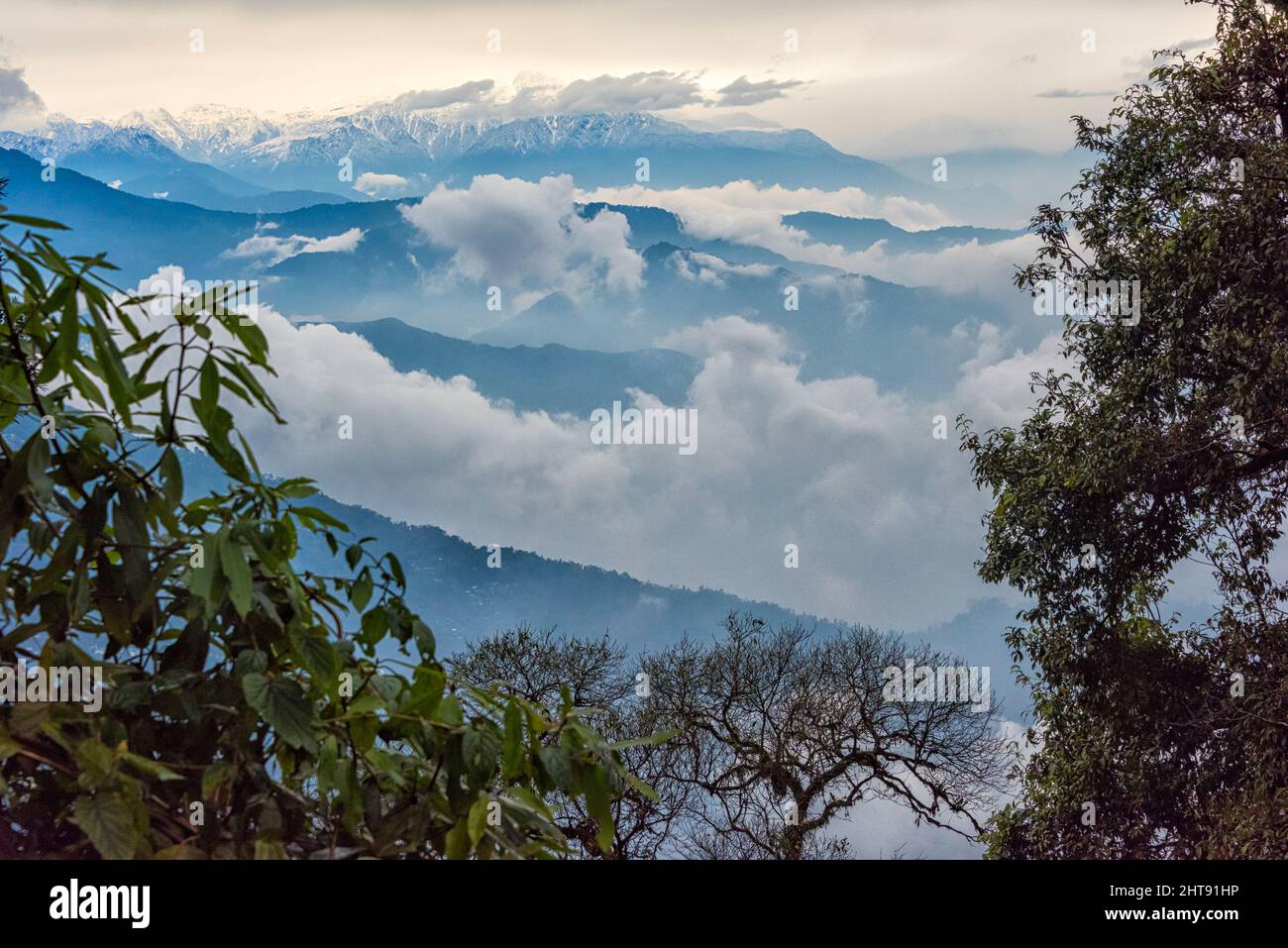 Landscape of forest in the Himalayas in morning mist, Darjeeling ...