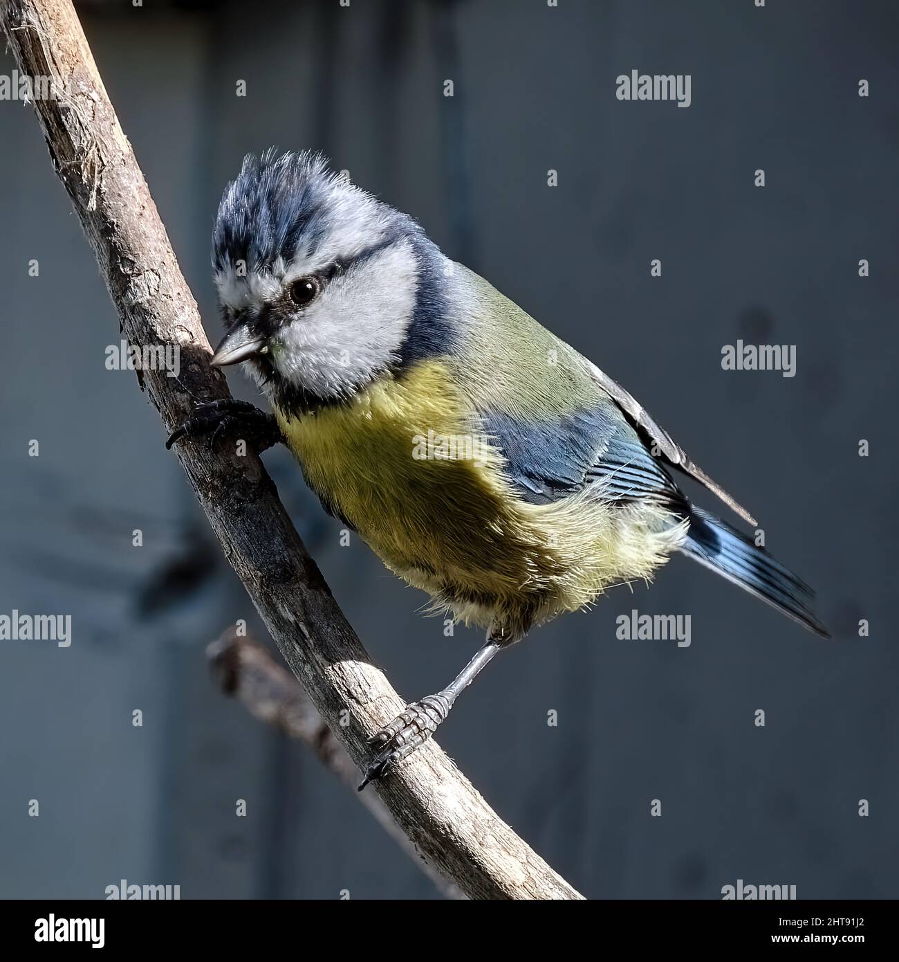Bluetit bird hi-res stock photography and images - Alamy