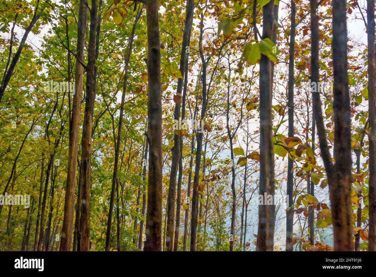 Teak forest hi-res stock photography and images - Alamy