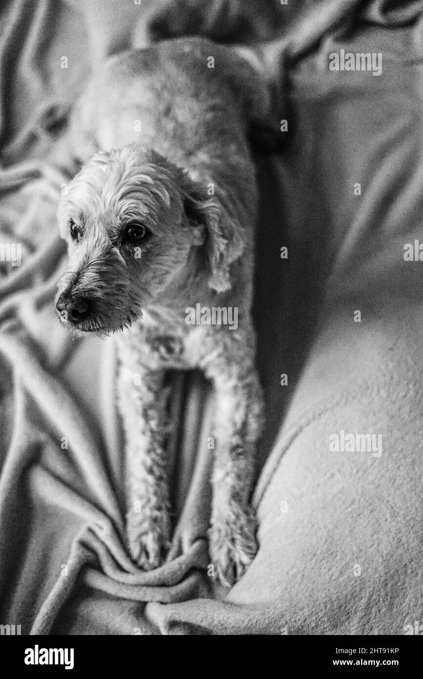 Vertical grayscale shot of a cute terrier dog on a bed Stock Photo - Alamy