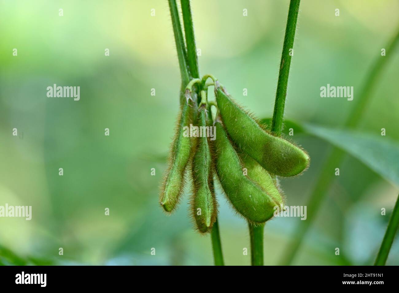Vine with black gram pods hi-res stock photography and images - Alamy