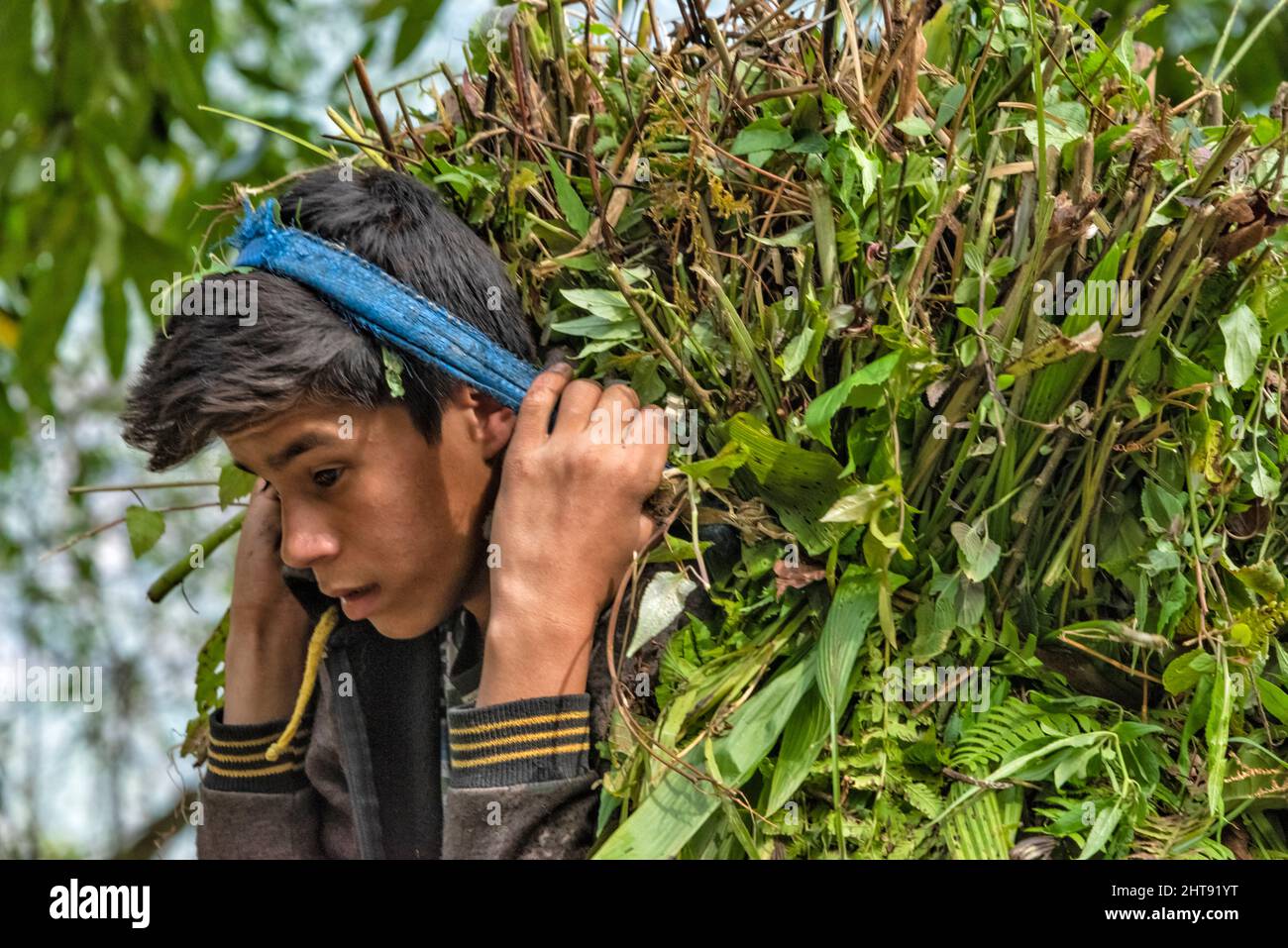 Sikkim people hi-res stock photography and images - Alamy