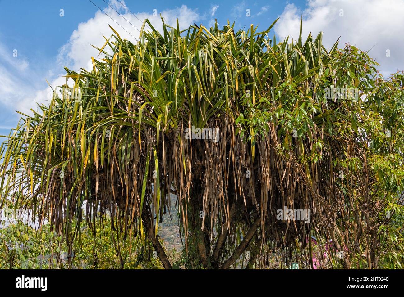Sikkim tree hi-res stock photography and images - Alamy