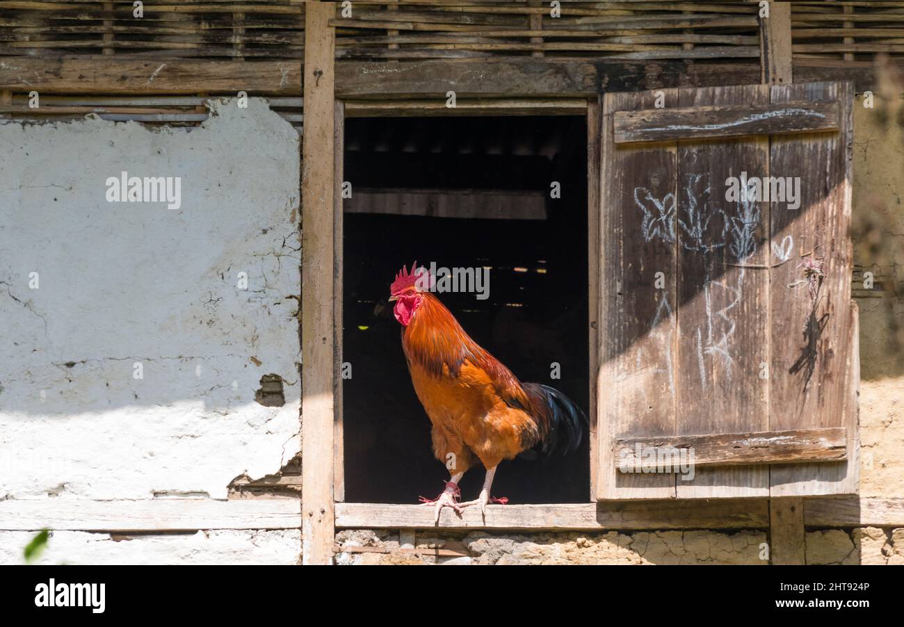 Rooster at River Orange Garden, Gyalshing, Sikkim, India Stock Photo ...