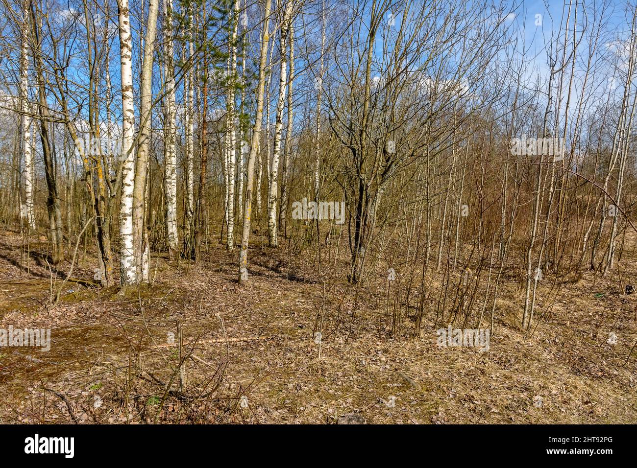 Bright sunny spring day in the countryside Stock Photo - Alamy