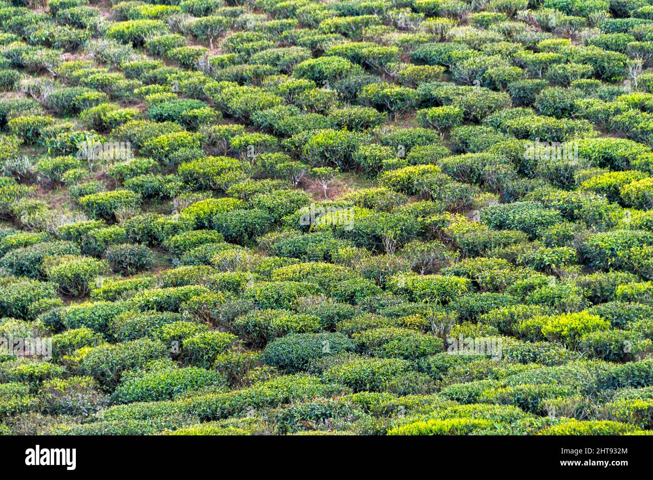 Tea bushes at Temi Tea Garden, Temi, Sikkim, India Stock Photo - Alamy
