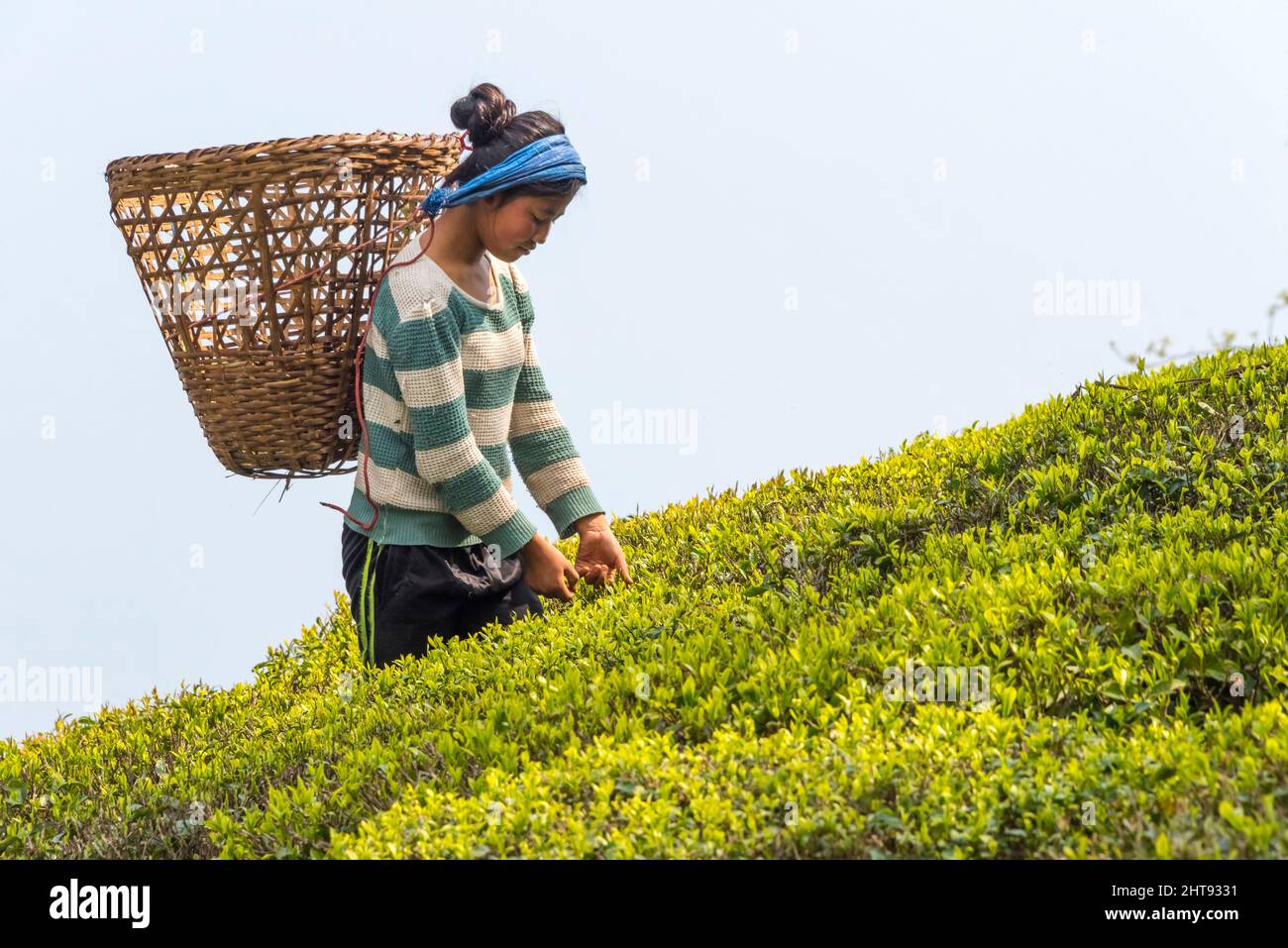 Farmer carrying basket picking tea leaves at Temi Tea Garden, Temi ...