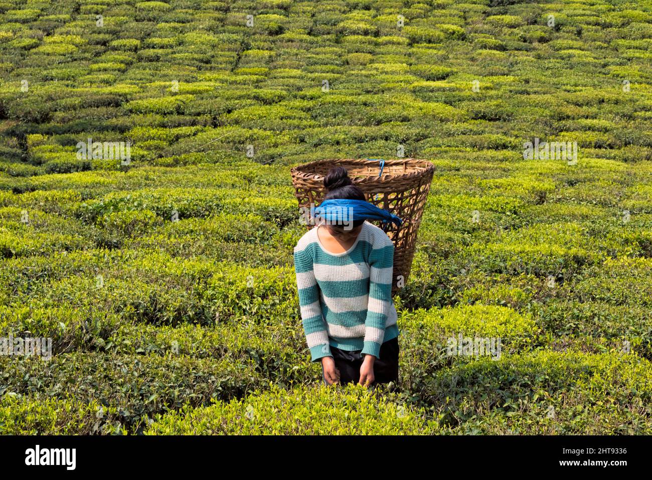 Farmer carrying basket picking tea leaves at Temi Tea Garden, Temi ...