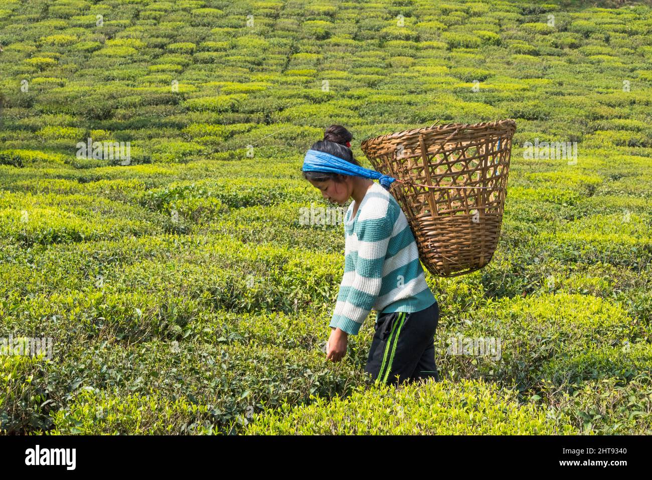 Carrying crop india hi-res stock photography and images - Alamy