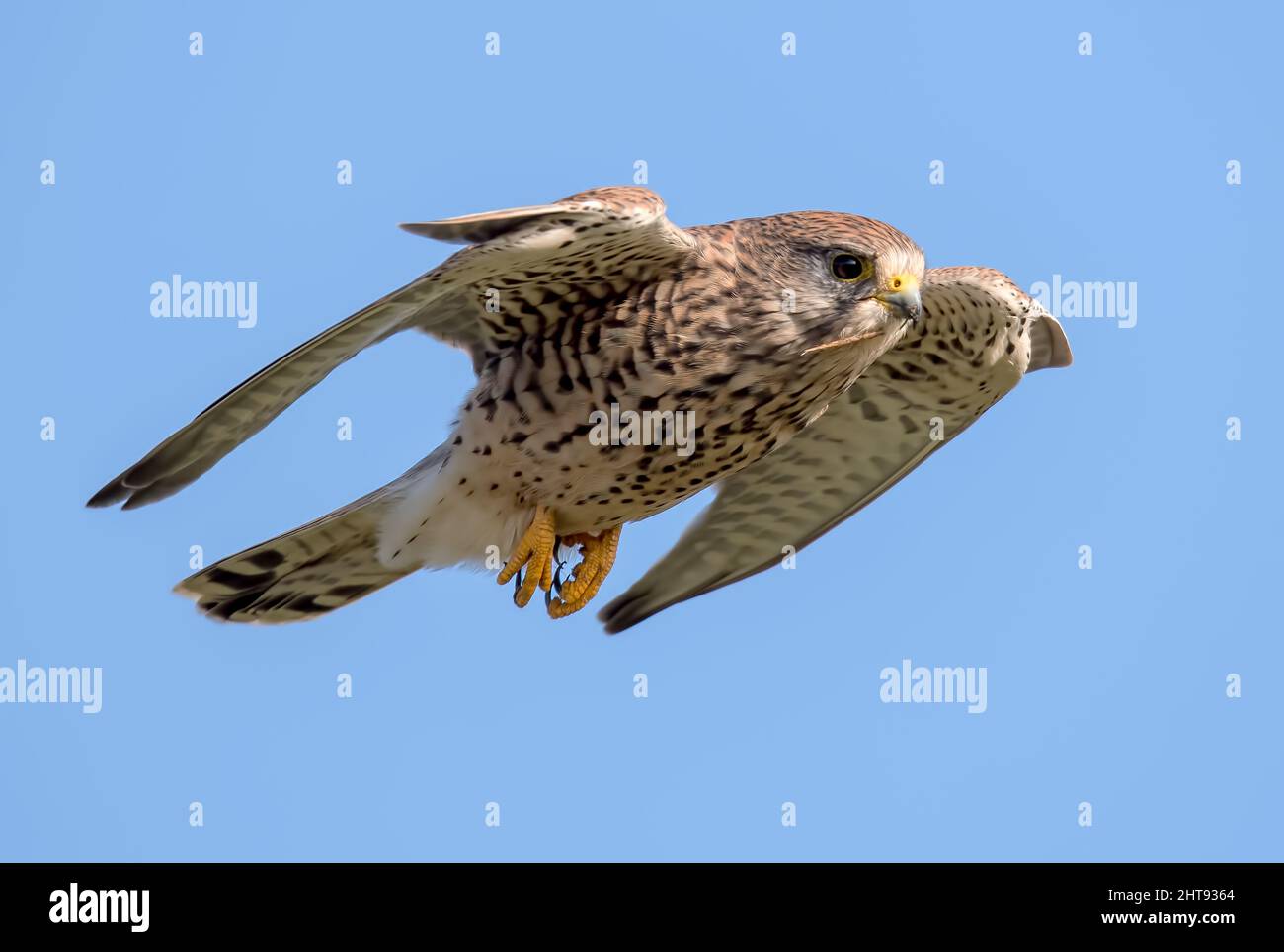 Female Kestrel in flight with a blue sky back ground Stock Photo - Alamy