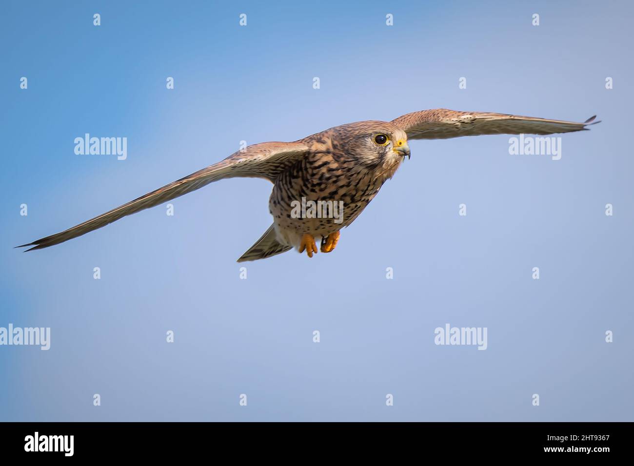 Female Kestrel in flight with a blue sky back ground Stock Photo - Alamy