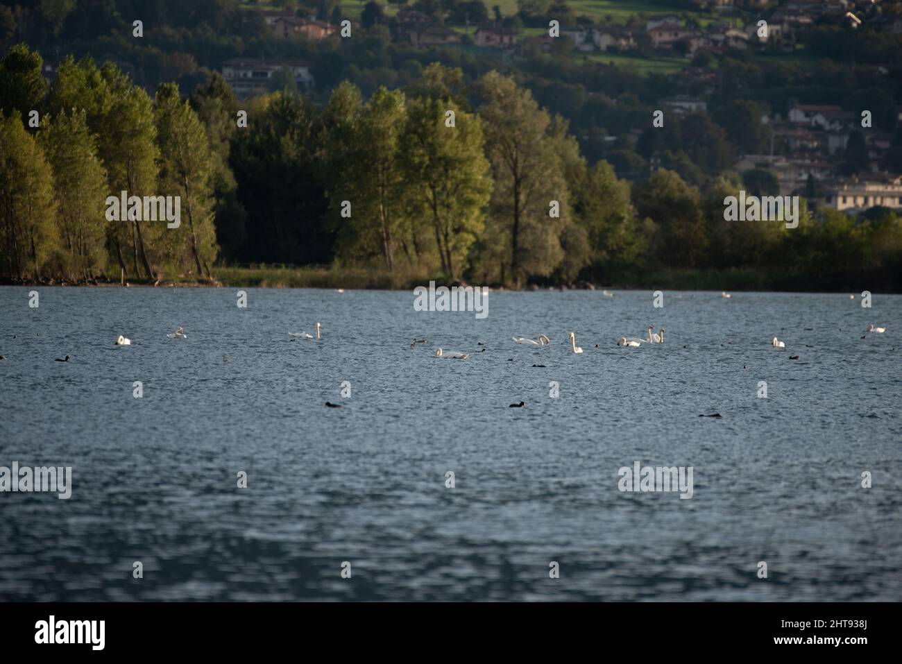 Scenic view of a lake with waterbirds and background of the forests in ...