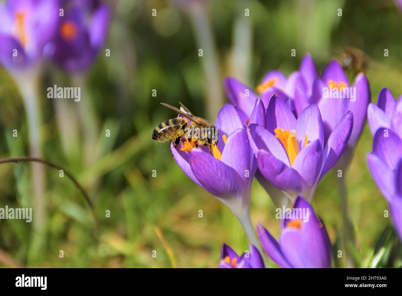 bees on saffron flower Stock Photo - Alamy