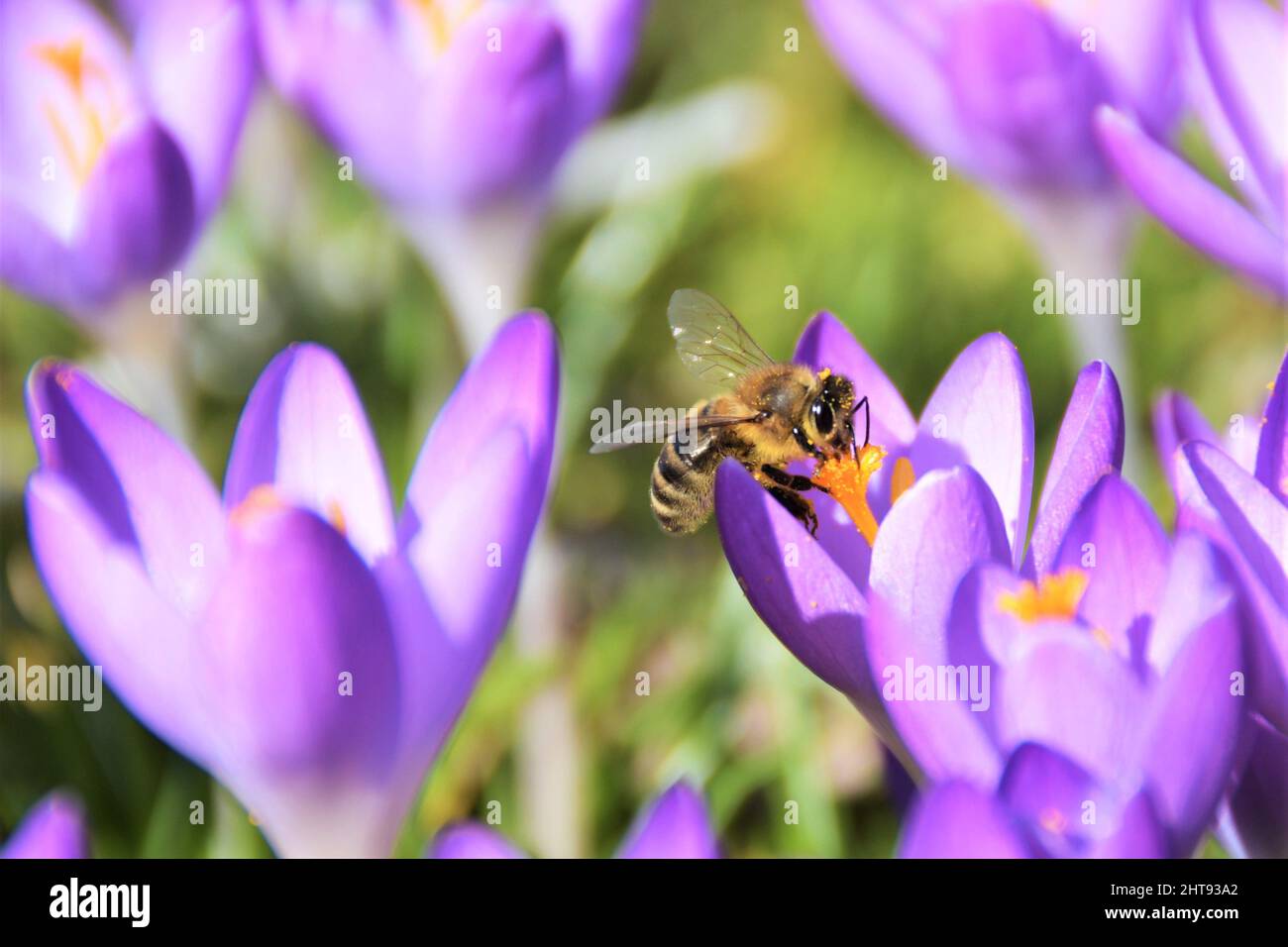 bees on saffron flower Stock Photo - Alamy