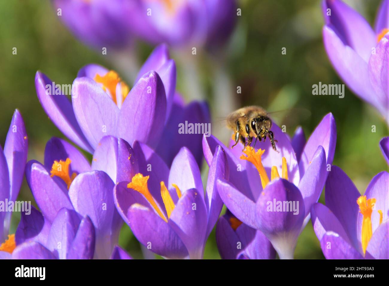 Saffron flower hi-res stock photography and images - Alamy