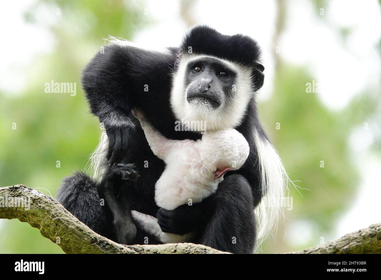 King colobus monkey hi-res stock photography and images - Alamy