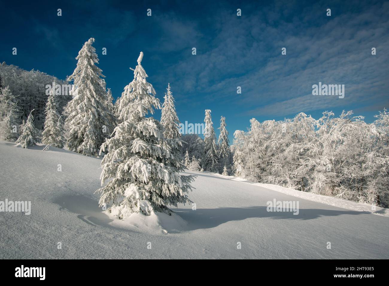 Snow in Beskids mountains near Szyndzielnia, Klimczok and Blatnia ...