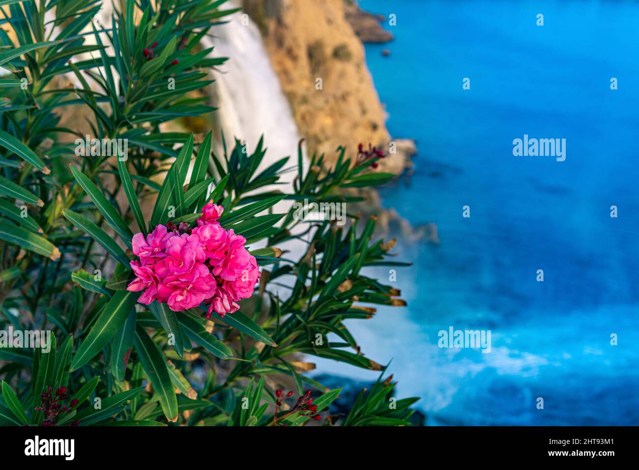 Purple Oleander Tree