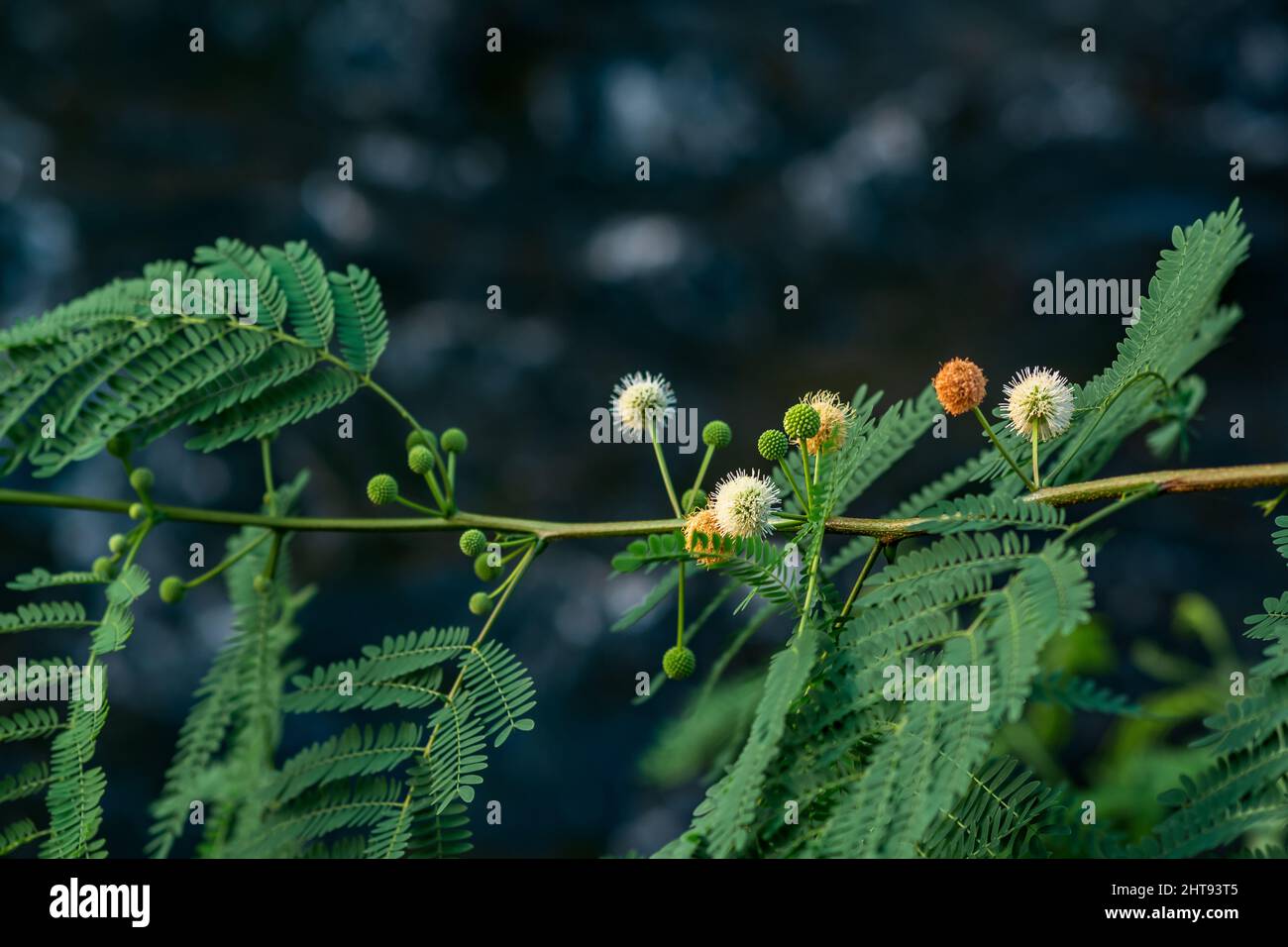 Gum arabic tree hi-res stock photography and images - Alamy
