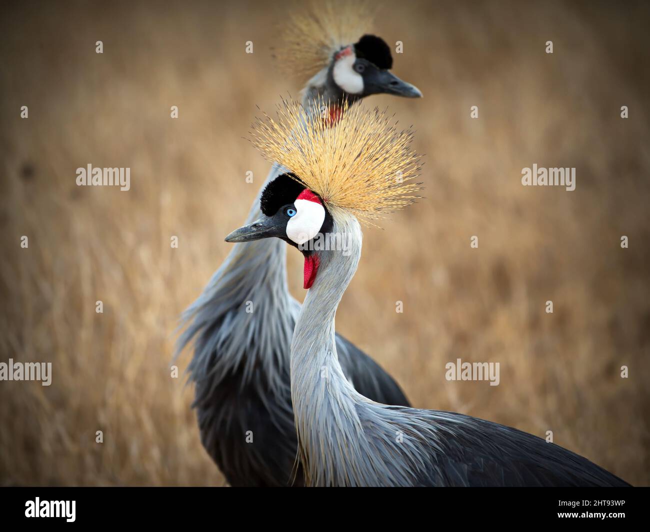 Pair of Black-crowned cranes on a field in Tanzania Stock Photo - Alamy