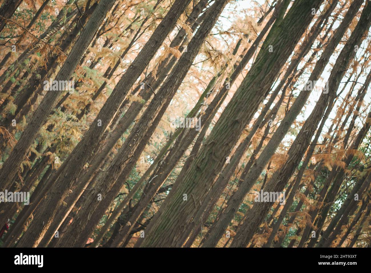 Dense woodland. The trees trunks in the forest Stock Photo - Alamy