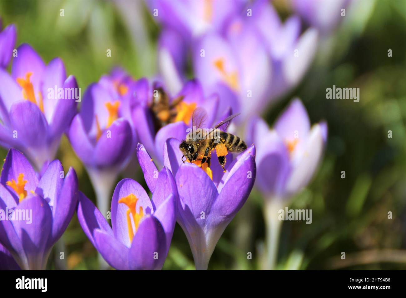 bees on saffron flower Stock Photo - Alamy