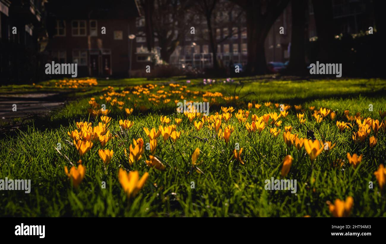 Image of a grass field with yellow crocuses in the spring sun Stock ...