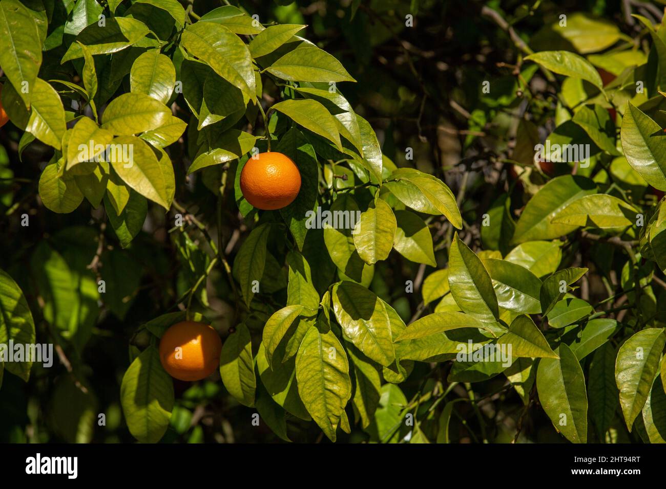 Fresh orange color hanging hi-res stock photography and images - Alamy