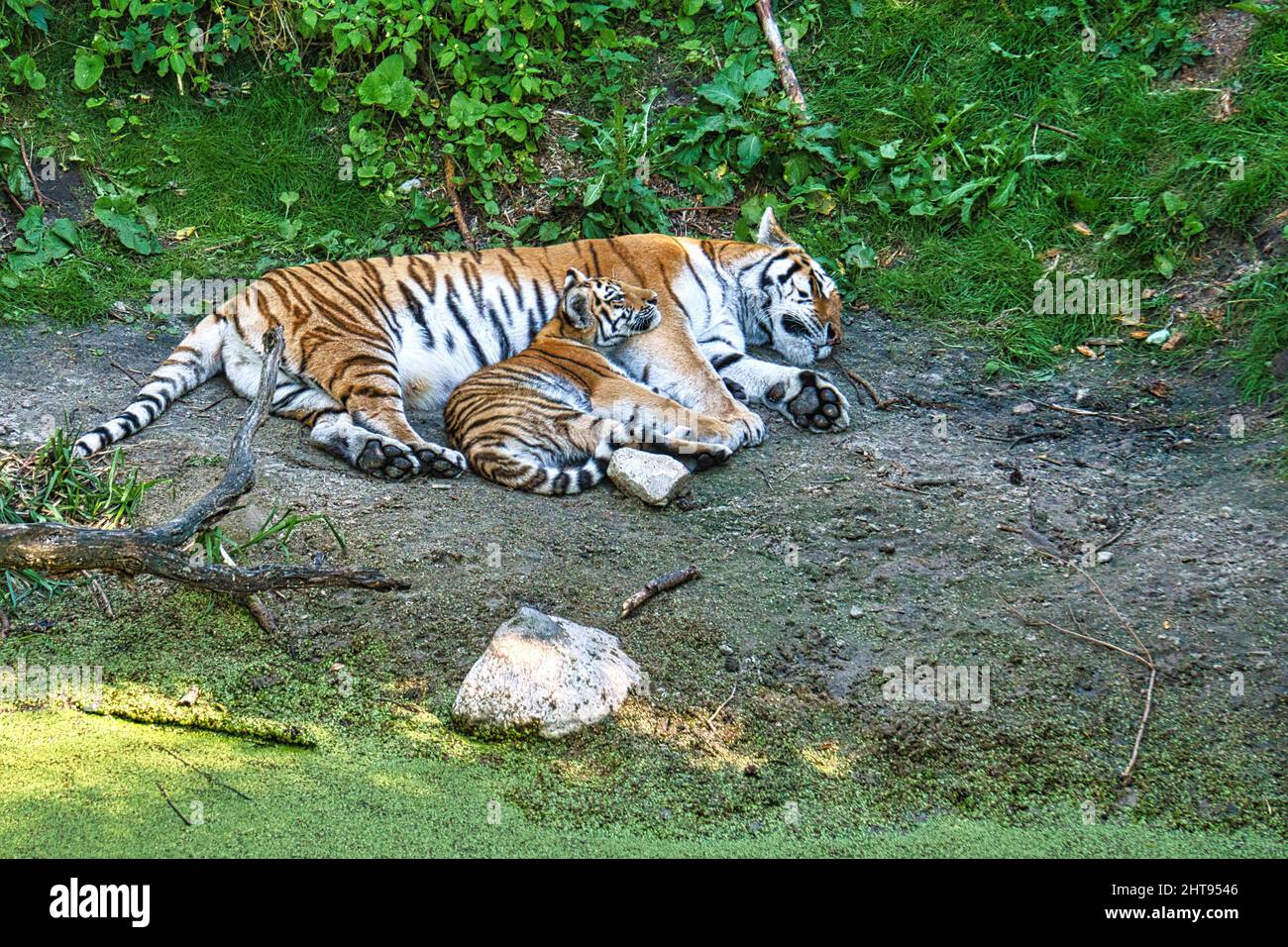 Closeup of a Siberian Tiger lying on the ground with her cub Stock ...