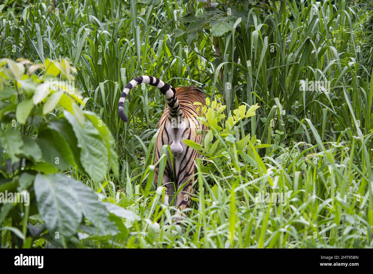 Back view of an Indochinese Tiger on a field in Thailand Stock Photo ...